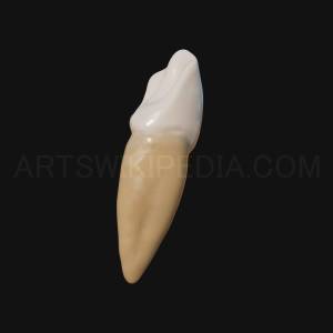 3D Model of mandibular left third molar