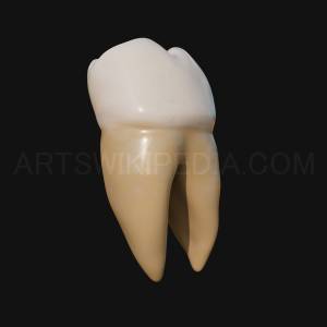 3D Model of mandibular left third molar