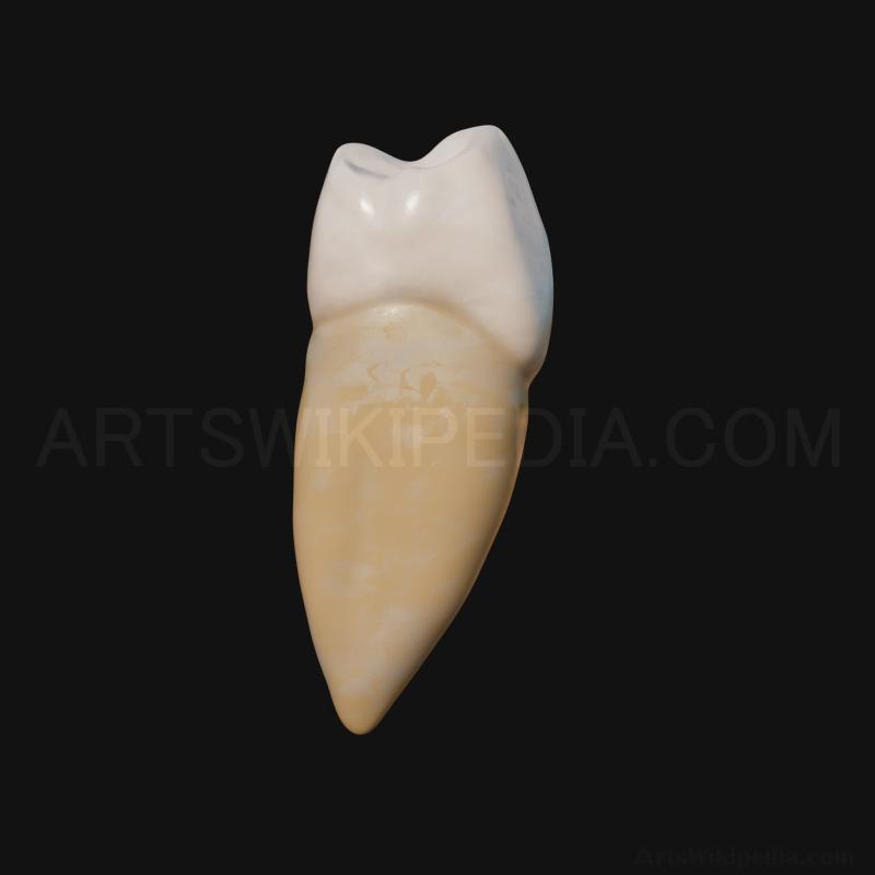 3D Model of mandibular left first premolar