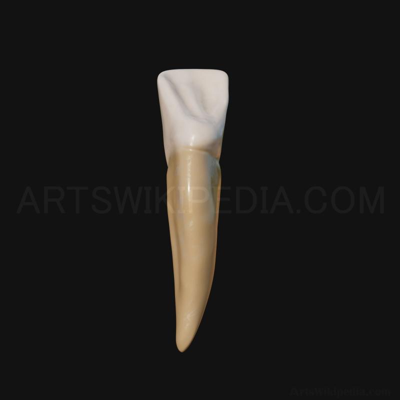 3D Model of mandibular left lateral incisor