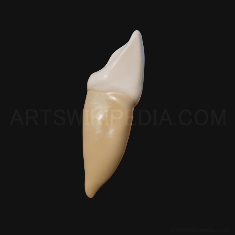 3D Model of mandibular left lateral incisor