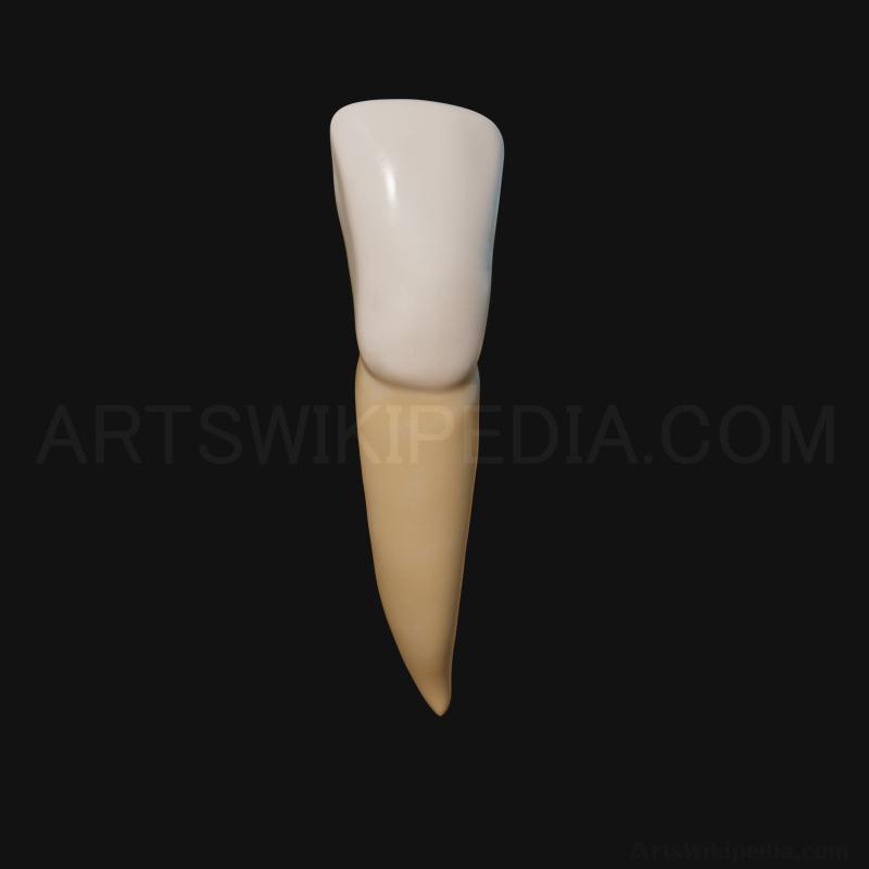 3D Model of mandibular left lateral incisor