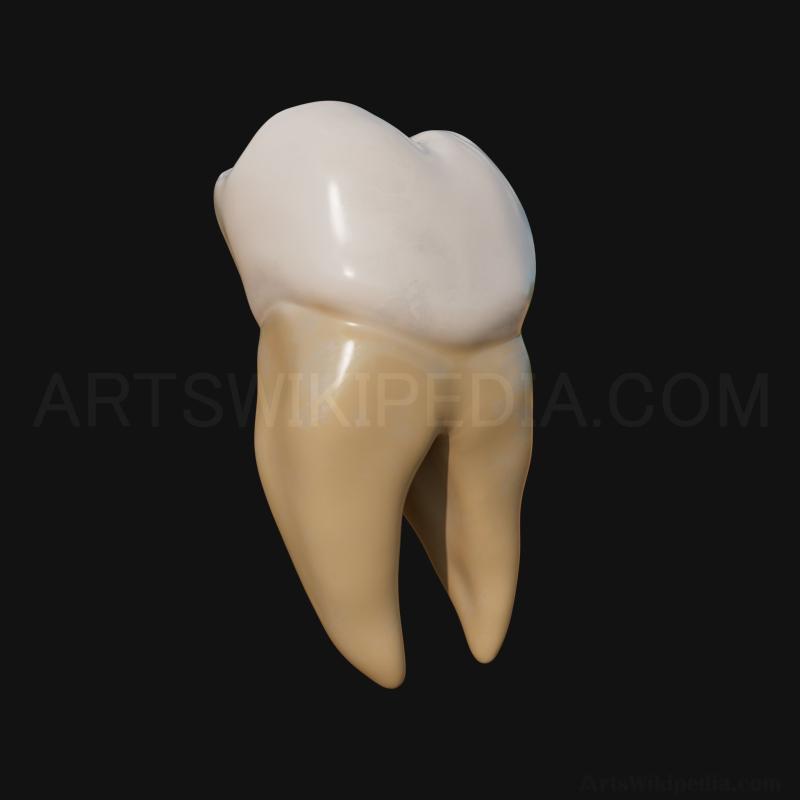 3D Model of mandibular left second molar