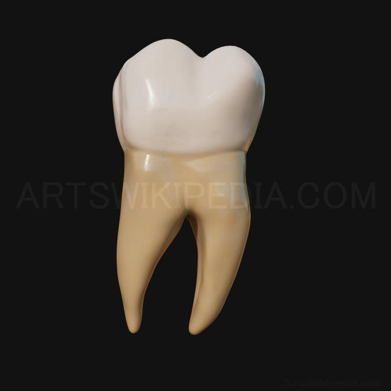 3D Model of mandibular left second molar