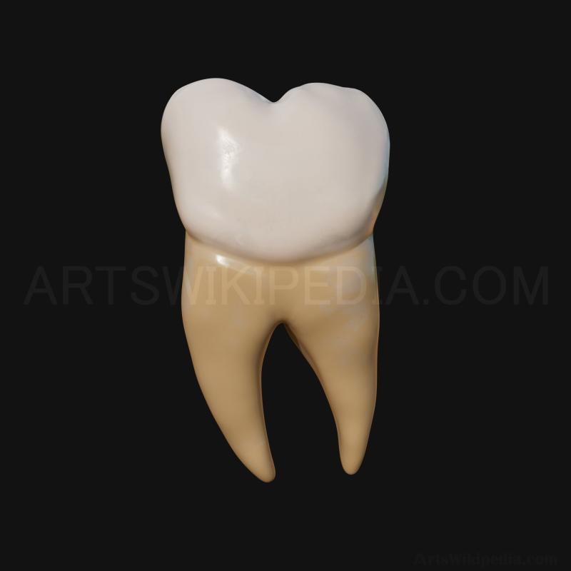3D Model of mandibular left second molar
