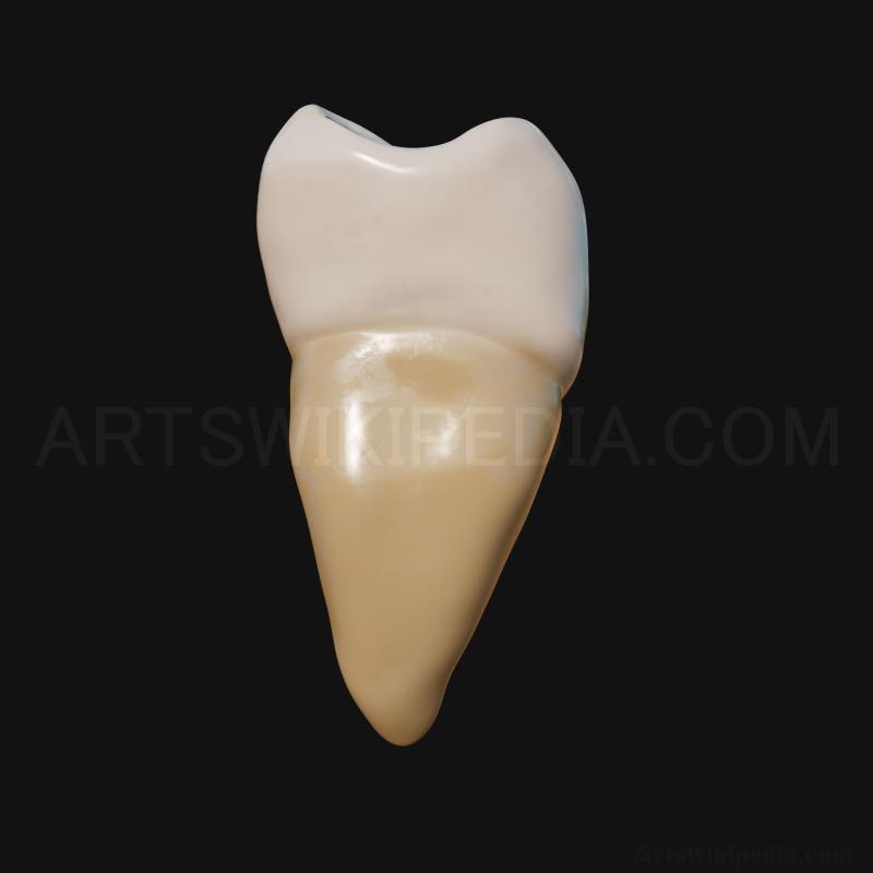3D Model of mandibular left second molar