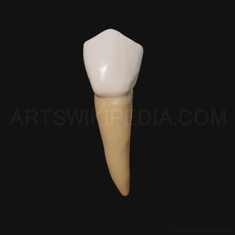 3D Model of mandibular left second premolar