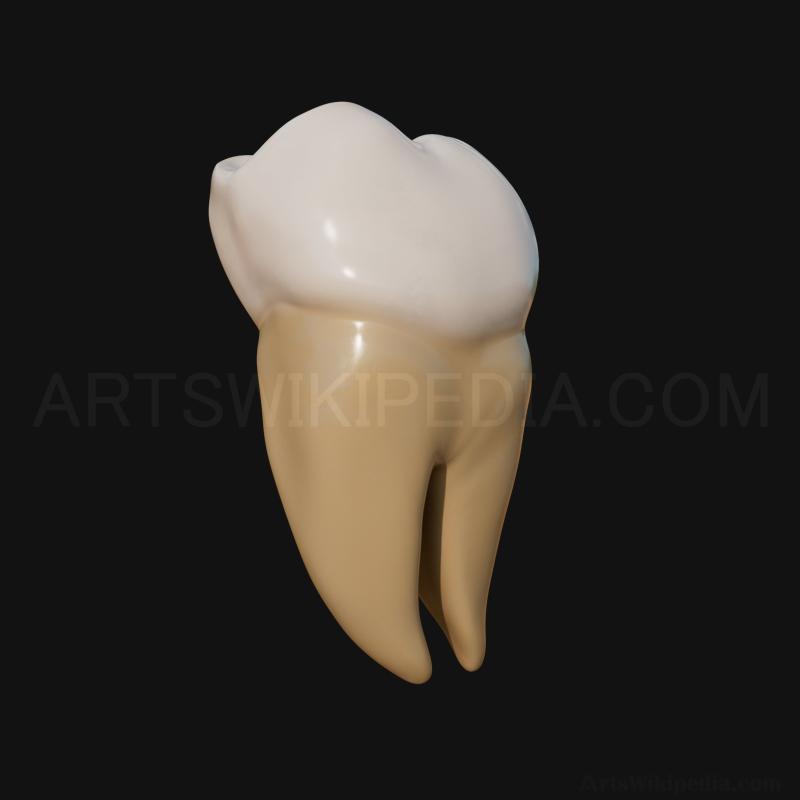 3D Model of mandibular left third molar