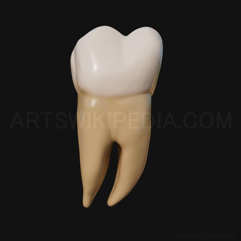 3D Model of mandibular left third molar