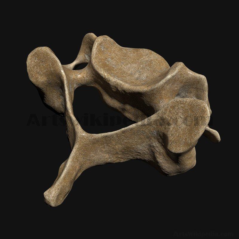 Cervical Vertebrae Stock Image Cervical Vertebrae Stock Image