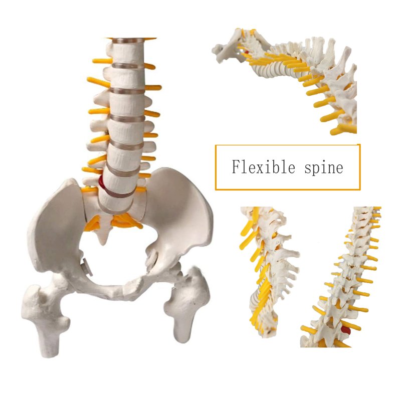 Medical adult lumbar curvature spine model life size medical spine ...