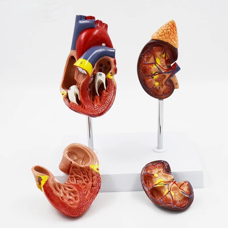 Detachable Heart Anatomy Model and Kidney Model Circulation System ...