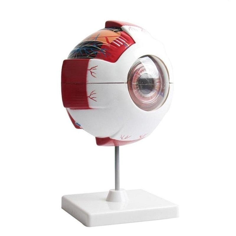 Human Eyeball Model Anatomy Magnified 6 Times Eye Model Anatomical Eye ...