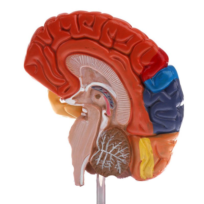 Anatomical Human Braid Model 1:1 Half Brain Brainstem Model Medical ...