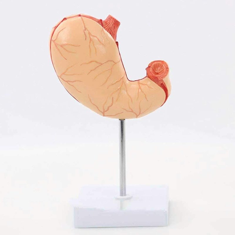 1:1 Human Stomach Anatomy Model Human Digestive Anatomy System Medical ...
