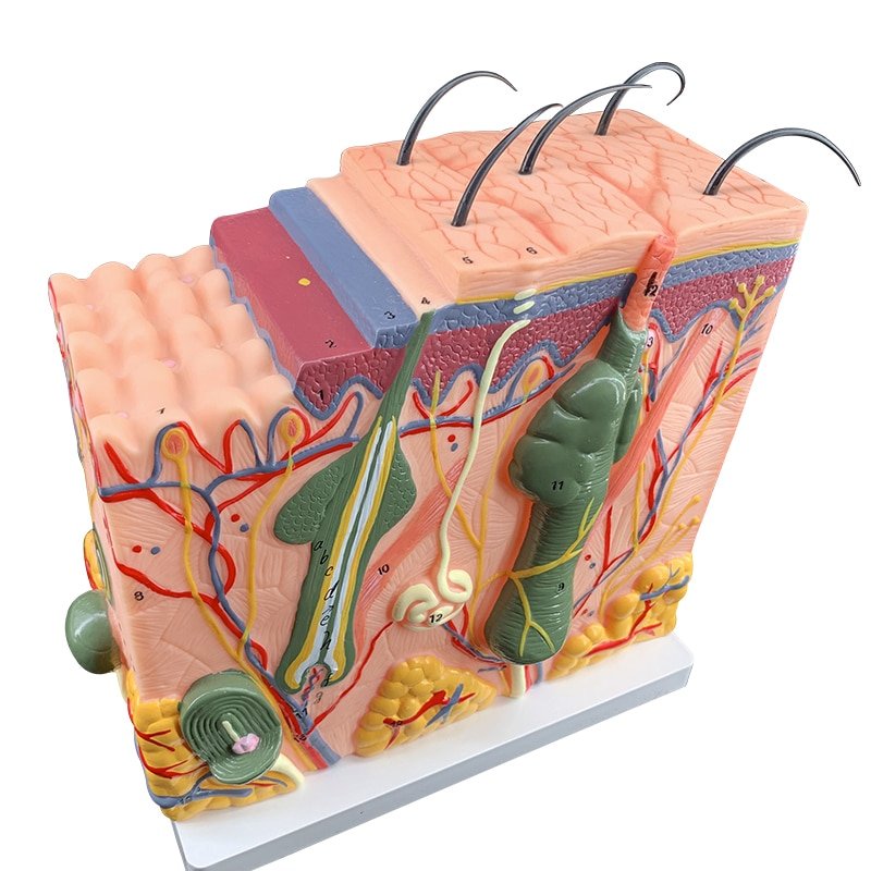 50 times magnified anatomical model of human skin tissue structure