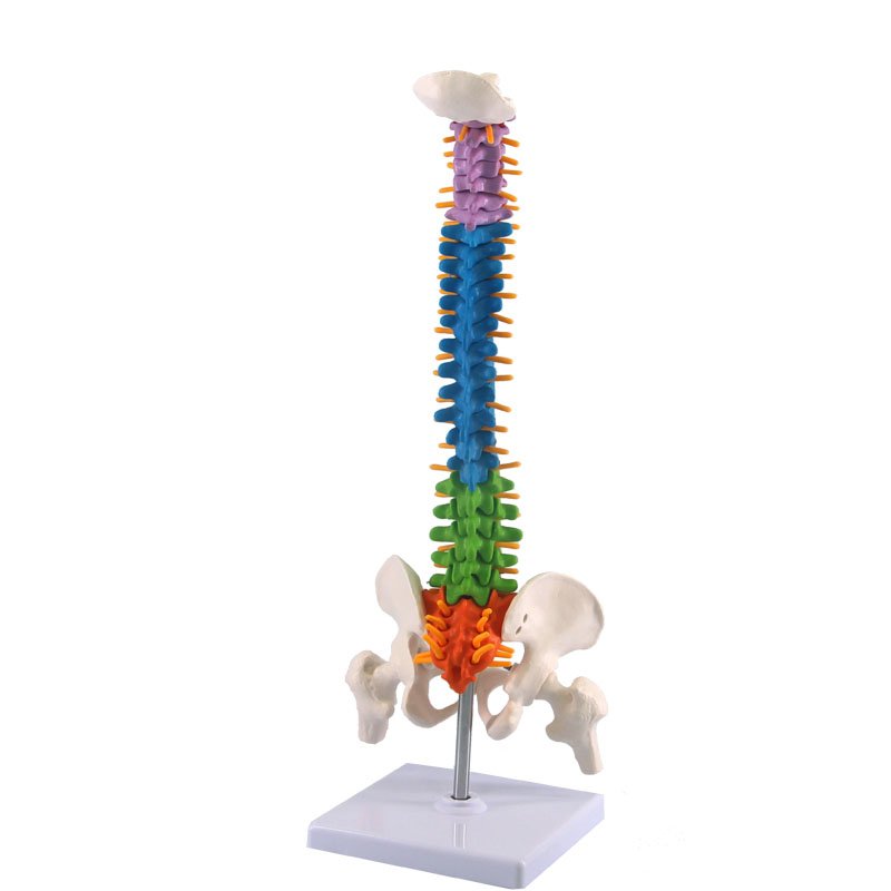 45CM Human Spine with Pelvic Model Anatomical Anatomy Spine Medical ...