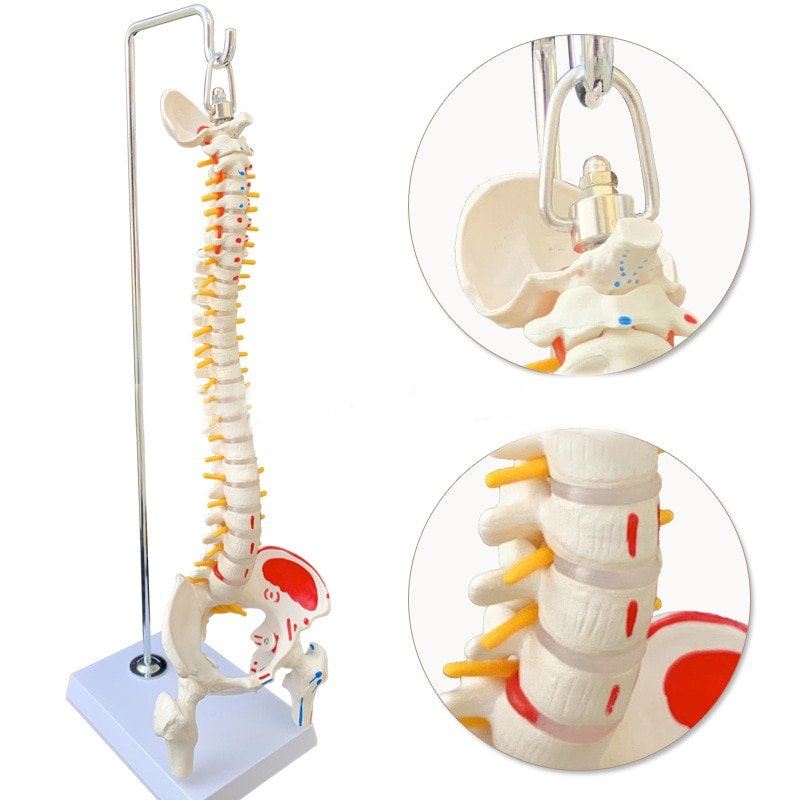 Human spine model 45CM advanced medical bone shaping exercises bone model medical teaching tool