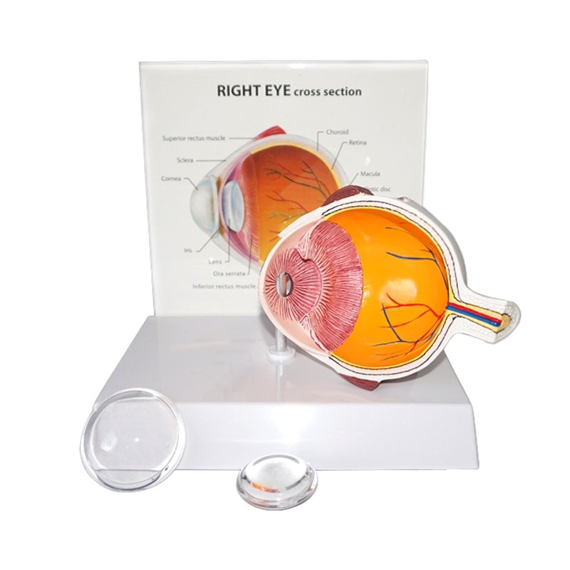 Medical education human pvc normal eyeball model medical anatomical model
