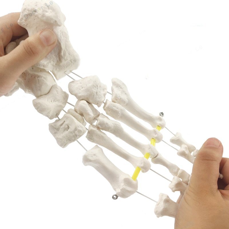 Art College Entrance Examination Medical Foot Joint Model Foot Ankle ...