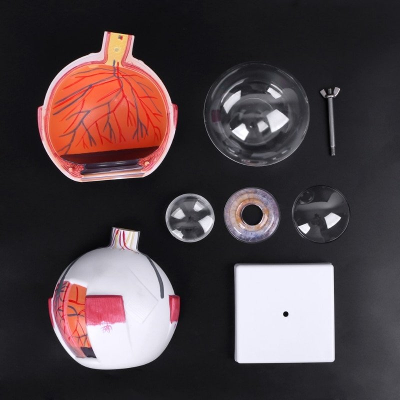 Eyeball Anatomical Model Eyeball Model Eyeball Magnification Anatomical ...