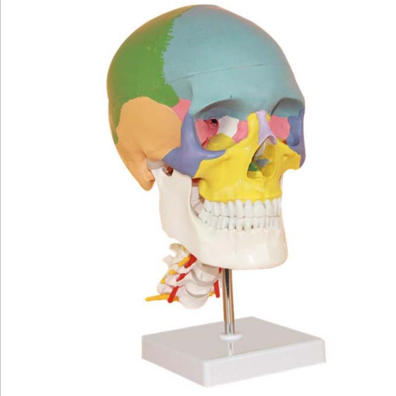 Life Size Anatomical Human Skeleton Anatomy Skull Model with Colored ...
