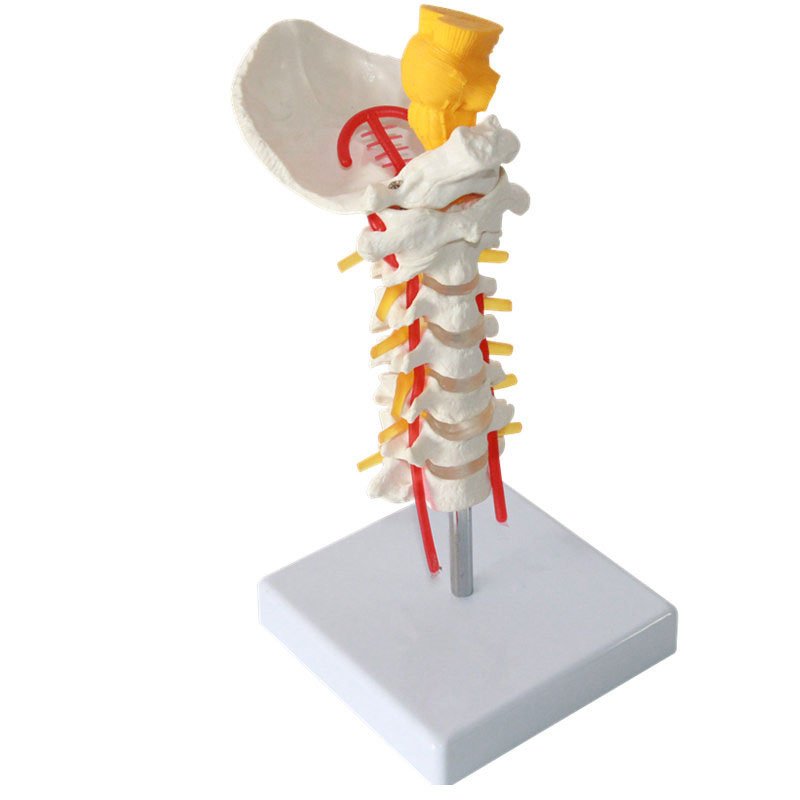 Human Cervical Vertebra Model Anatomical Model Cervical Spine with Neck ...