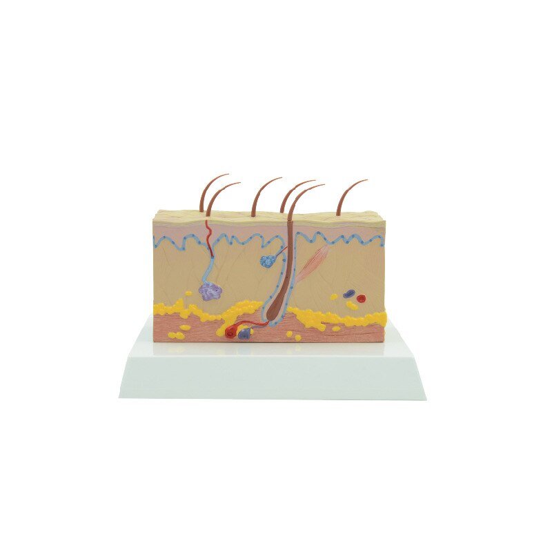 Small Skin Model Enlarged Skin Structure Anatomical Model Tissue ...