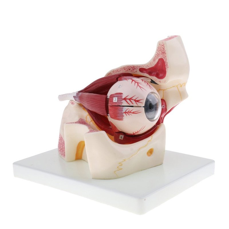 10 parts Eye model eyeball and orbital enlargement model eye training ...