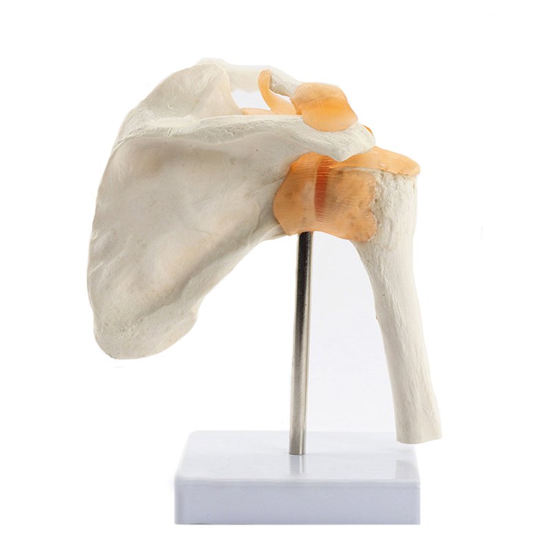 Functional Anatomical Life Size Human Anatomy Skeleton Shoulder Joint ...
