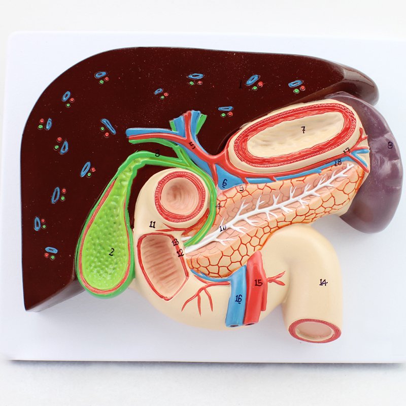 Human Liver Model Teaching of Splenic Anatomical Model Medicine in ...