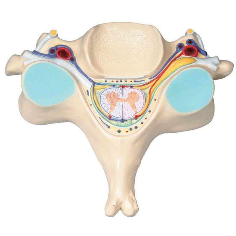 Magnification of the cross-section of the spinal cord and the fifth ...