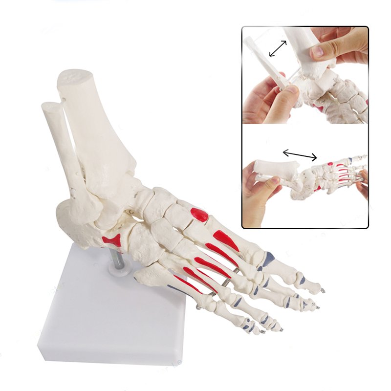Life Size Foot Joints and bones Foot Anatomy Skeleton Human Foot and ...