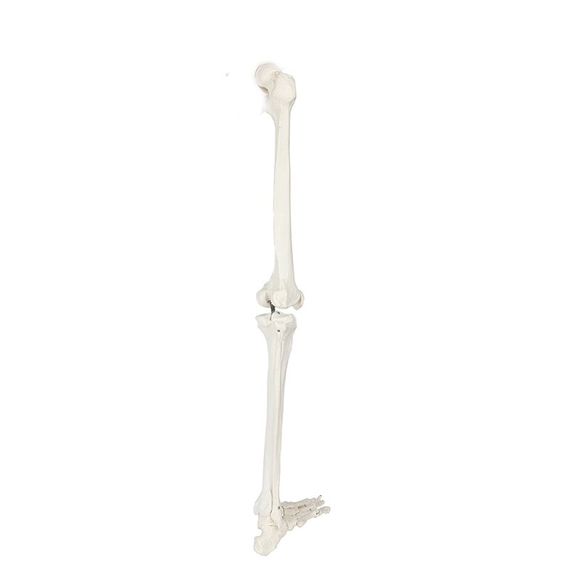 Human Skeleton Model Lower Limb Knee and Foo, femur, tibia and fabula ...