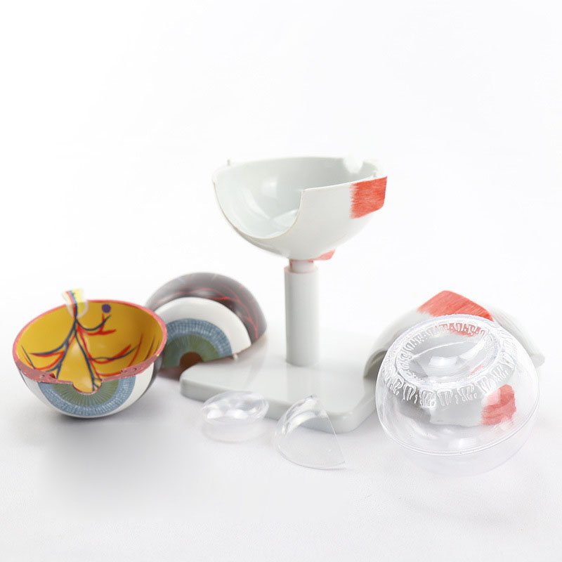 Eye Model Anatomy Enlarge 3x Life-size School Education Eye Structure ...