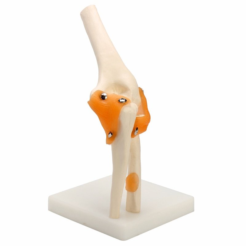 Human Elbow Joint Model Anatomical Anatomy Elbow Joint Medical Model ...