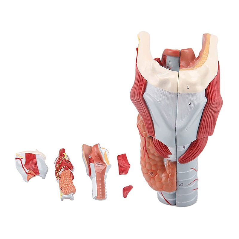 Medical Human Laryngeal Muscle Laryngeal Cartilage Throat Throat Oral ...