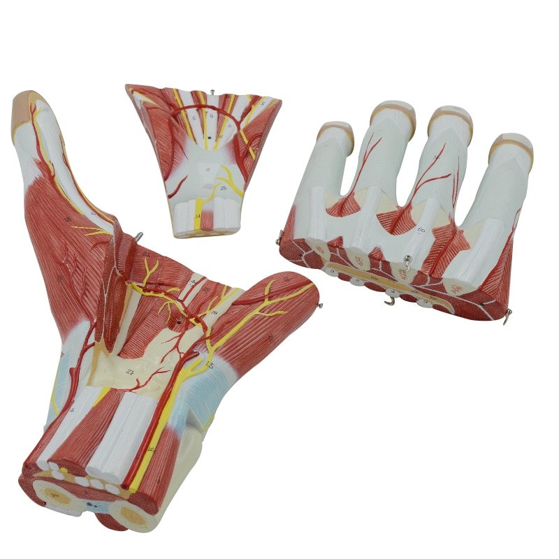 Hand Muscle Anatomy Magnification Model Hand Muscle Anatomy ...