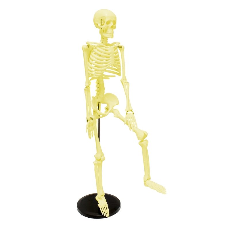 Medical standard for fine arts and medicine 45CM skeleton model of ...