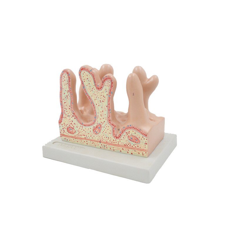 Enlarged Model of Intestinal Villi Large Intestine Model, Intestinal ...