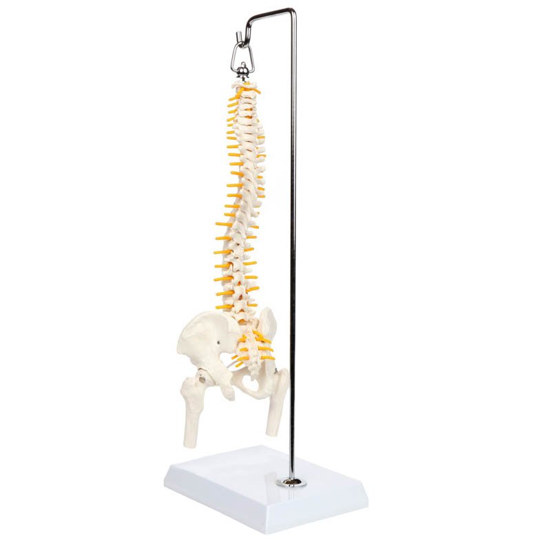 45cm Flexible Adult Lumbar Bend Spine Model 1:1 Humans Skeleton Model ...