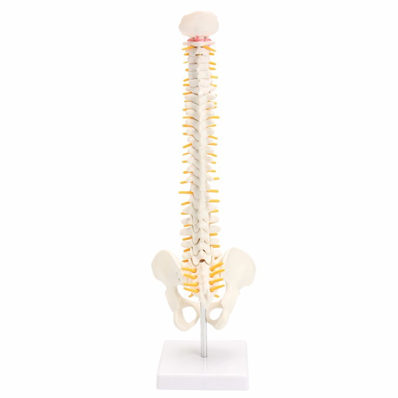 45cm Anatomical Skeleton Human Spine with Pelvic Anatomy Spinal Column ...